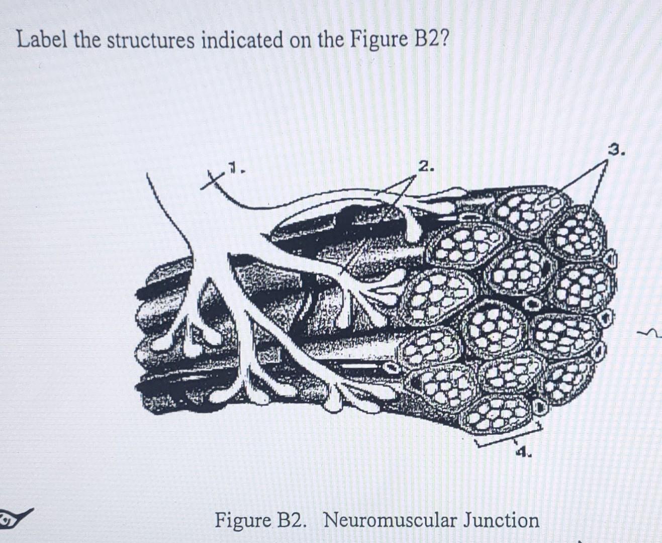 Solved Label the structures indicated on the Figure B2? | Chegg.com