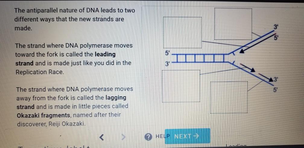 Solved The antiparallel nature of DNA leads to two different | Chegg.com