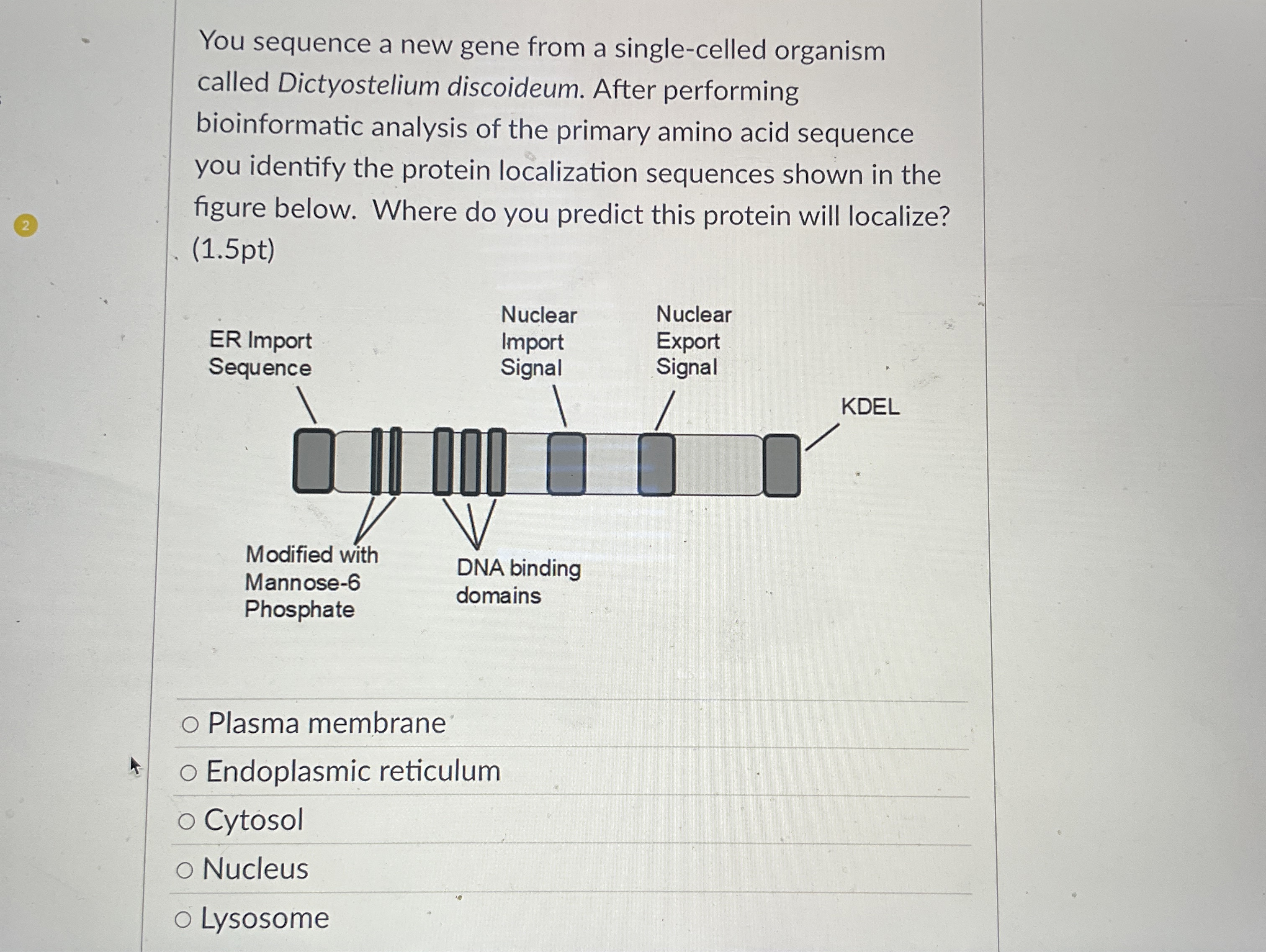 Solved You sequence a new gene from a single-celled organism | Chegg.com