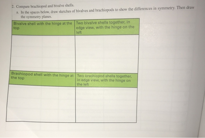 Solved 2 Compare Brachiopod And Bivalve Shells A In The
