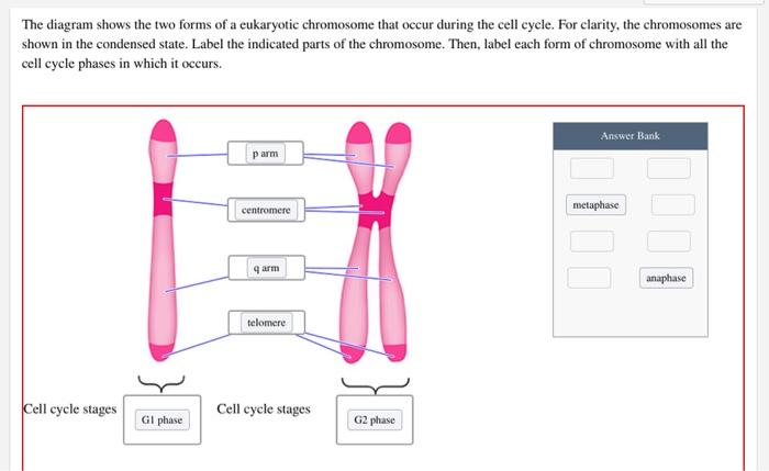 Labeled Chromosome