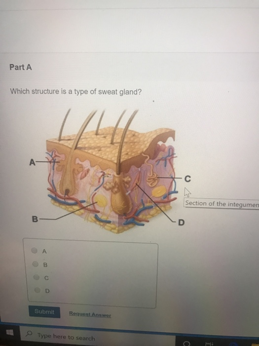 Solved Part A Which structure is a type of sweat gland? | Chegg.com