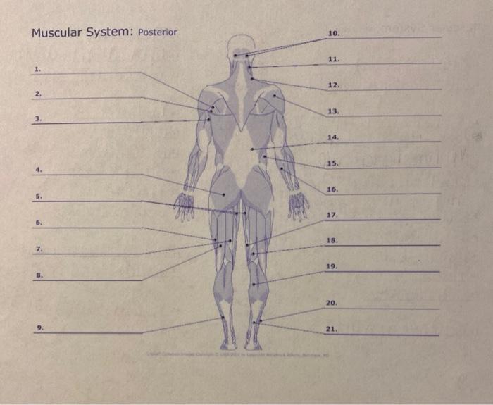 Muscular System Diagram Posterior