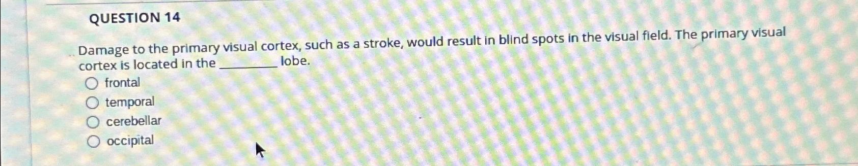 Solved QUESTION 14Damage to the primary visual cortex, such | Chegg.com