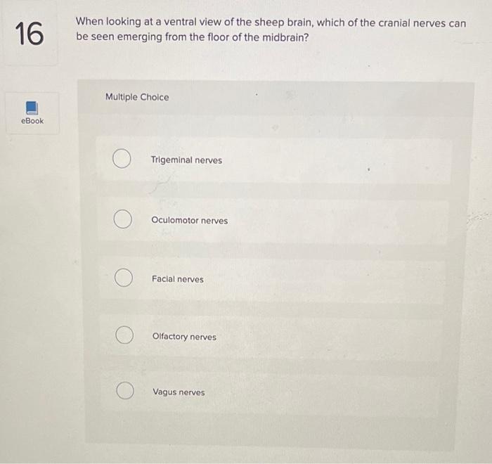 Solved When looking at a ventral view of the sheep brain, | Chegg.com