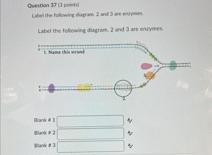 Solved Label the following diagram. 2 and 3 are enzymes. | Chegg.com