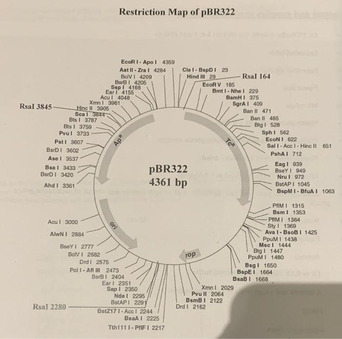 Solved Restriction Map of PBR322 EcoR I- Apol 4359 Aat ll - | Chegg.com