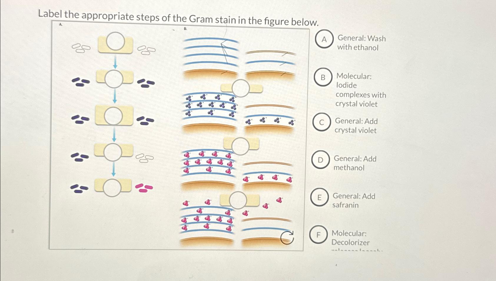 Solved Label the appropriate steps of the Gram stain in the | Chegg.com