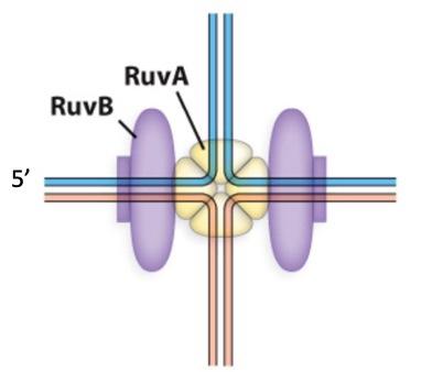 Solved RuvA RuvB 5 | Chegg.com