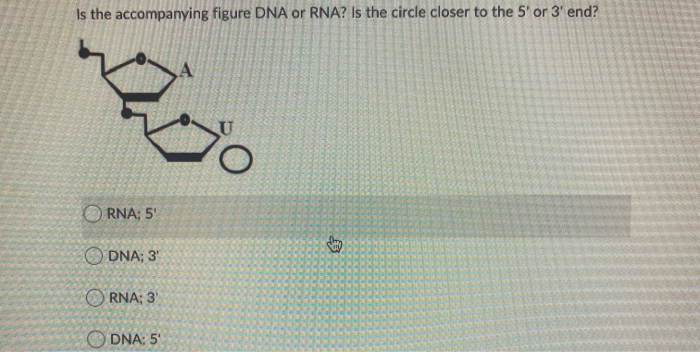Solved Is the accompanying figure DNA or RNA? Is the circle | Chegg.com