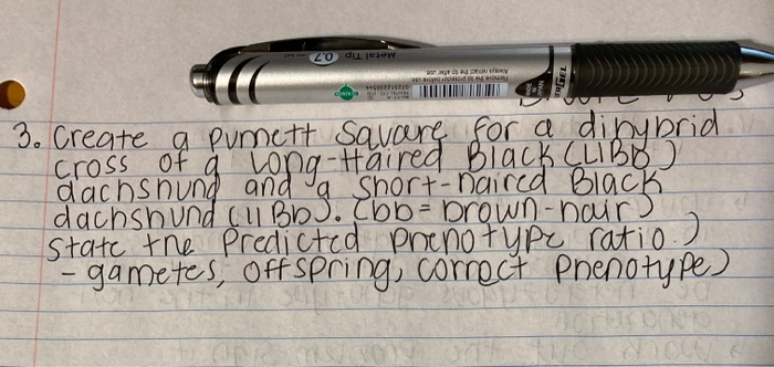 Solved 20 du lesen OTSER ENV OUR TID 3. Create a punett | Chegg.com