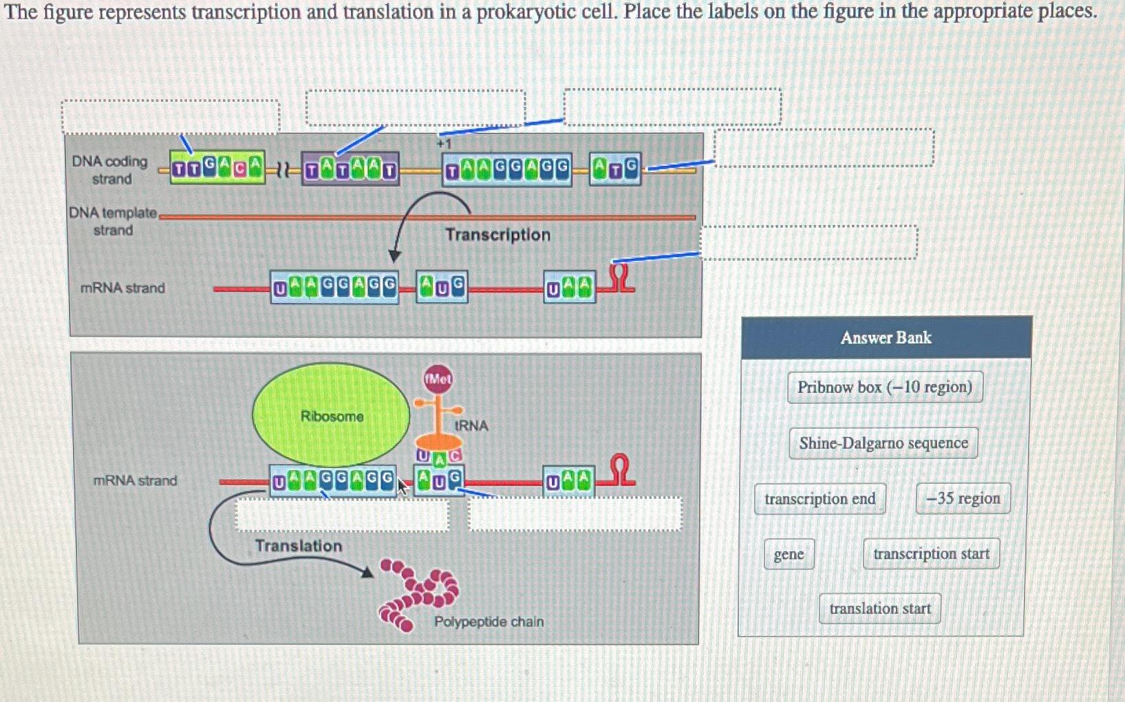 Solved The figure represents transcription and translation | Chegg.com