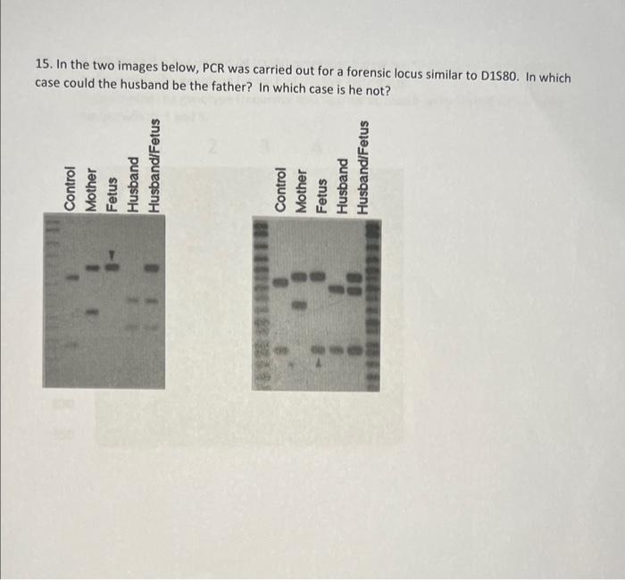 14. A. Which of the five individual D1S80 genotypes | Chegg.com