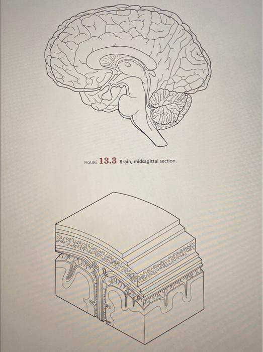 Solved Pre-Lab Exercise 13-2 Brain Anatomy Label and color | Chegg.com