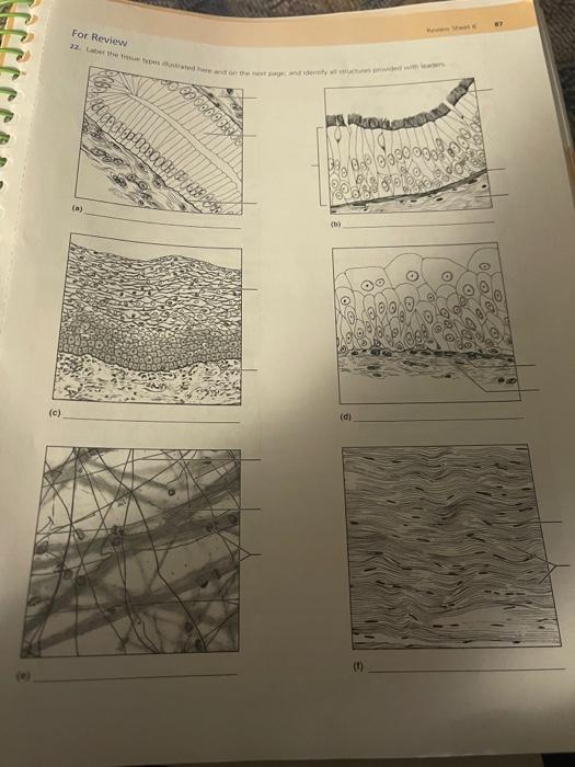Solved REVIEW SHEET EXERCISE Classification of Tissues 6. | Chegg.com