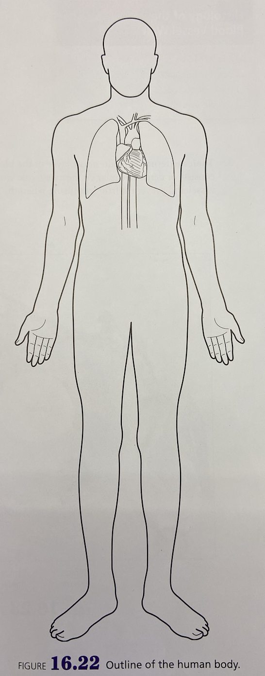 Solved Tracing Blood Flow PatternsPlease trace the path of | Chegg.com