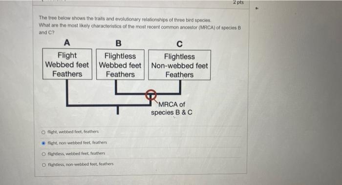 The tree bolow shows the traits and evolutionary | Chegg.com
