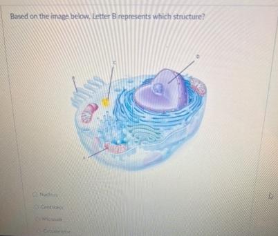 Solved Based on the inage below. Letter B represents which | Chegg.com