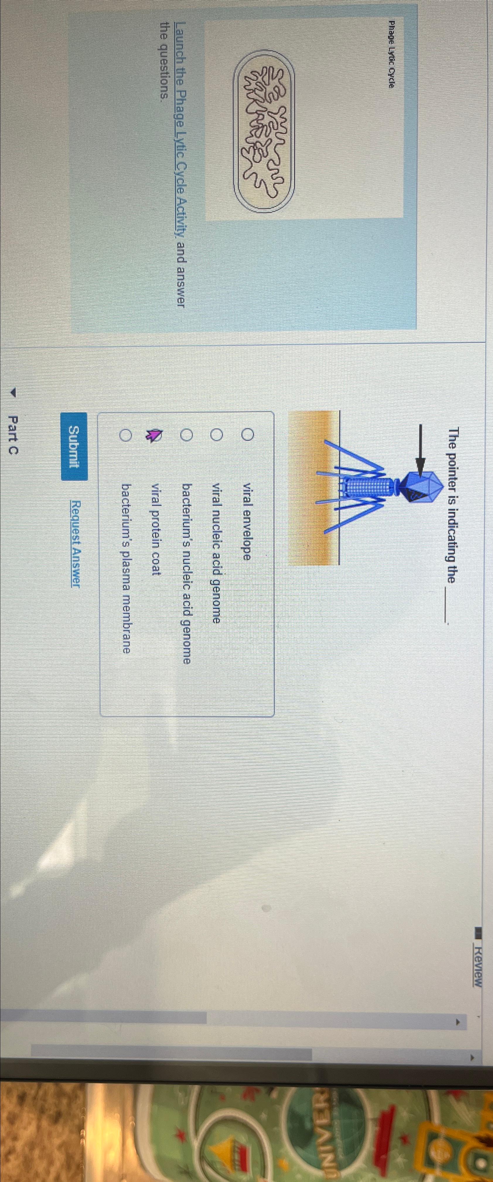 Solved ReviewThe pointer is indicating thePhaoe Lrtic | Chegg.com