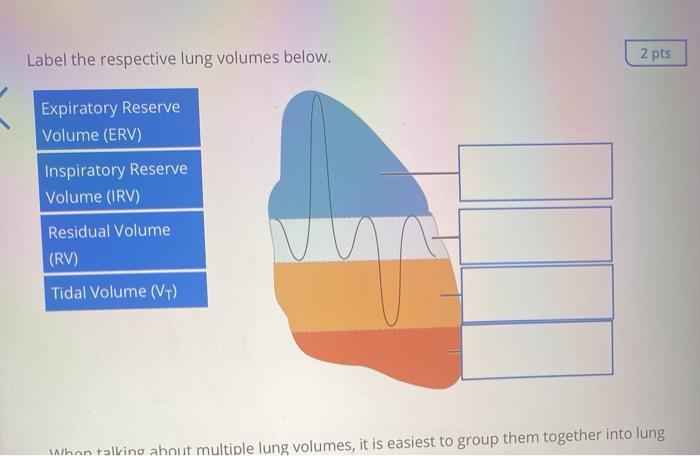 Solved Label the respective lung volumes below. 2 pts | Chegg.com