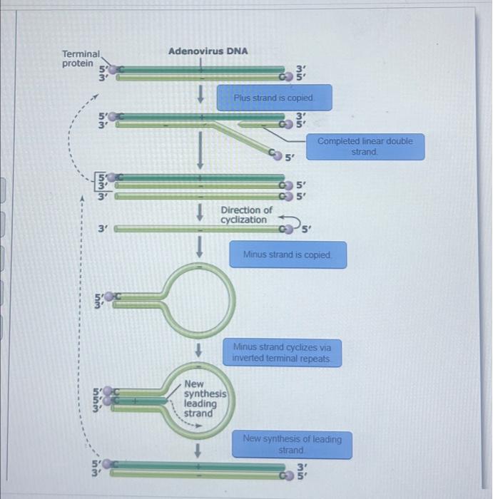 Solved Terminal protein 5' 3′ 53 533 3' 553 5' 3' E | Chegg.com