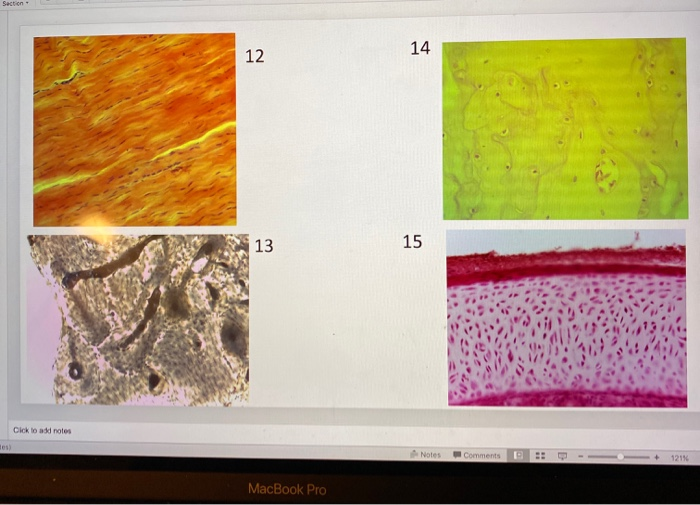 Solved For each tissue in the Tissues histology lab slide | Chegg.com