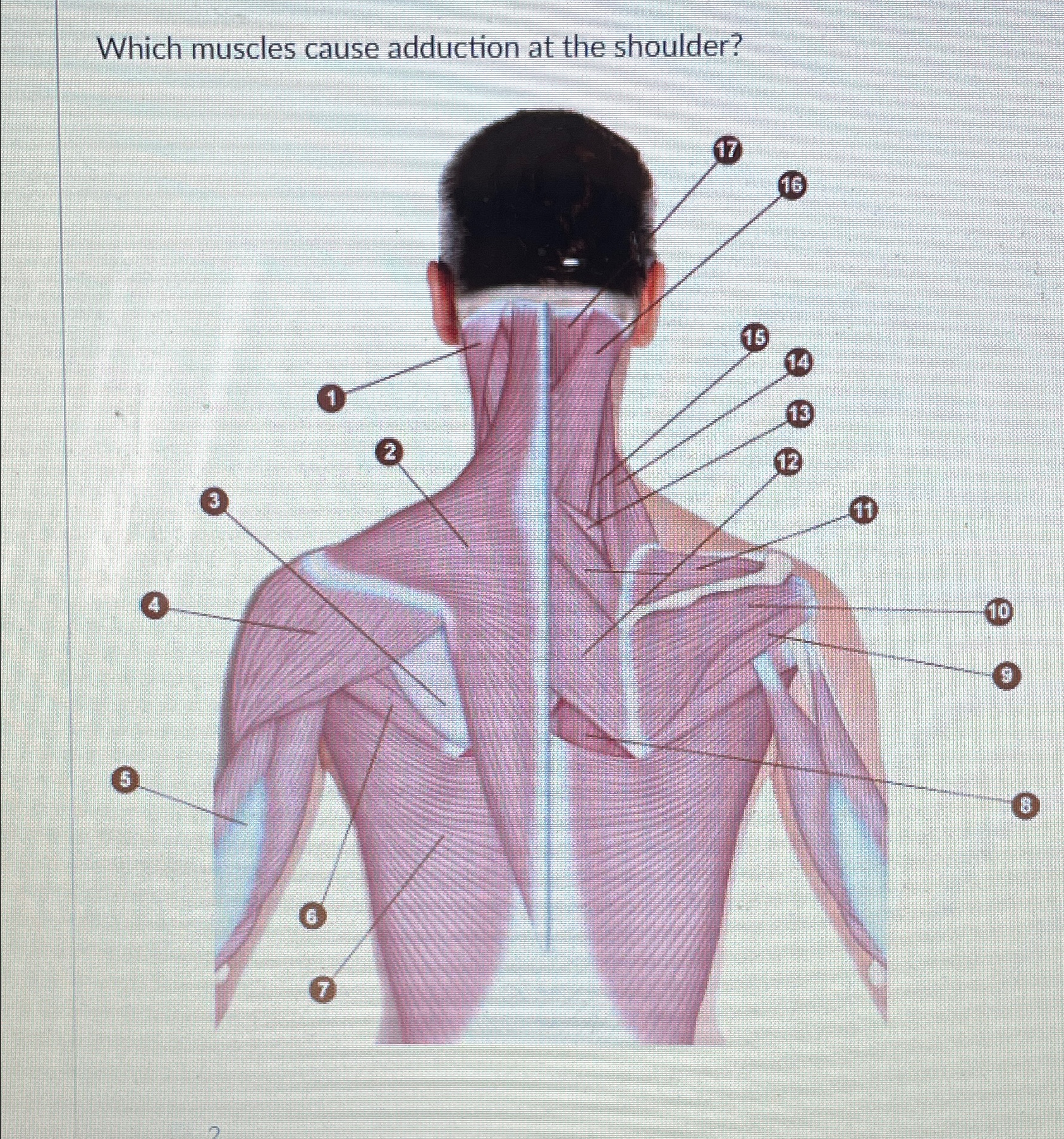 Solved Whuch muscles cause adduction at the shoulder? 2 | Chegg.com