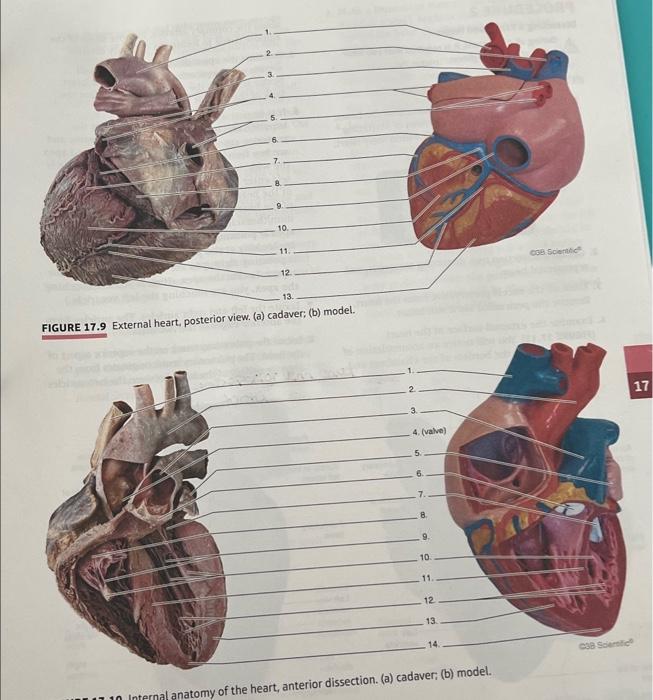 Solved 4. Identify the major structures of the heart on | Chegg.com