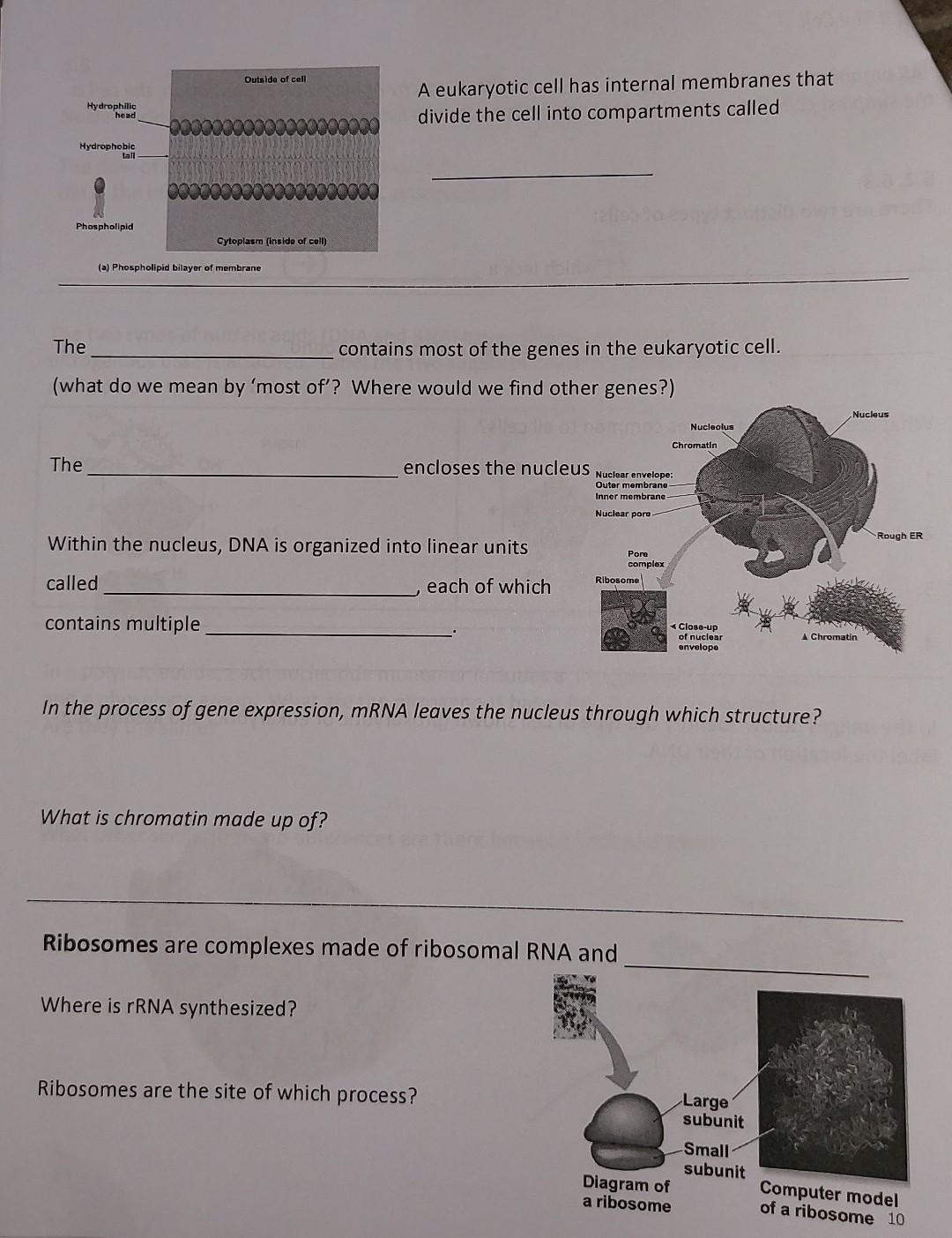 Solved Proteins share three superimposed levels of structure | Chegg.com