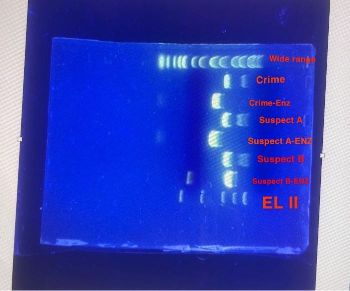 solved-wide-range-dna-mar-0-05-10-kbp-bp-10-000-8000-g000-chegg