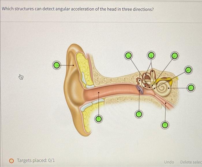 Solved Which Structures Can Detect Angular Acceleration Of