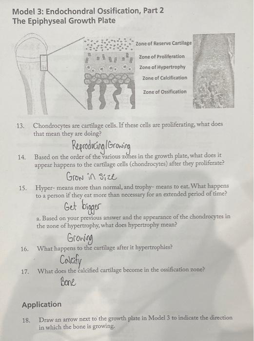 Solved Model 1: Intramembranous Ossification 1. | Chegg.com