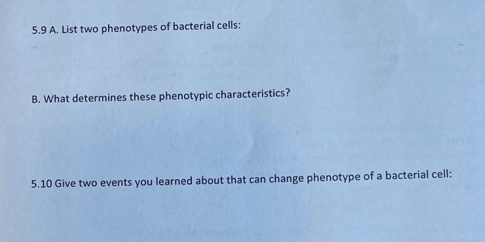 Solved 5.9 A. List two phenotypes of bacterial cells: B. | Chegg.com Solved 5.9 A. List two phenotypes of bacterial cells: B. | Chegg.com