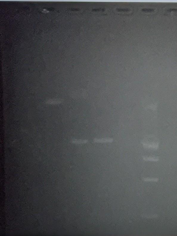 4. (5 pts) Present the observed results of SacII | Chegg.com