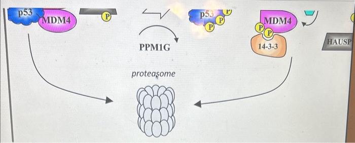 Solved ATM/ATR (and other protein kinases)The p53 protein we | Chegg.com