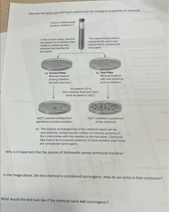 Solved Describe the Ames test and how it used to test the | Chegg.com