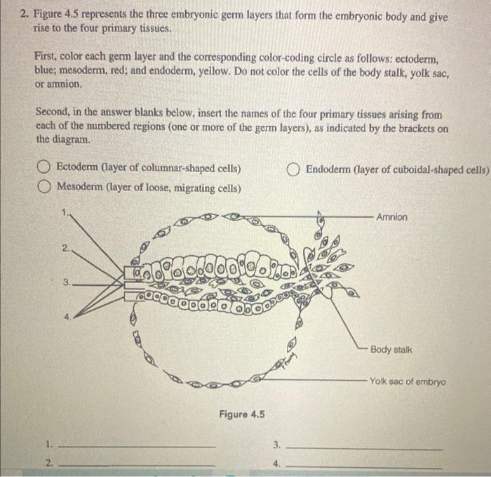 Solved 2. Figure 4.5 represents the three embryonic germ | Chegg.com
