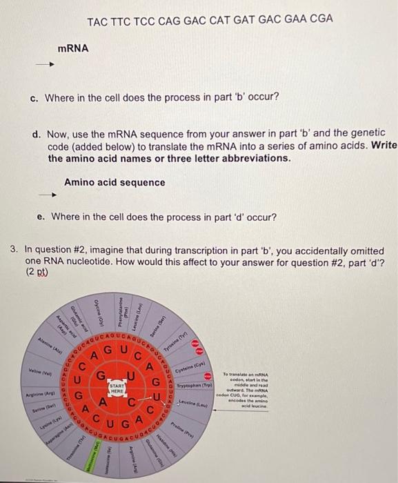 Solved TAC TTC TCC CAG GAC CAT GAT GAC GAA CGA mRNA c. Where | Chegg.com