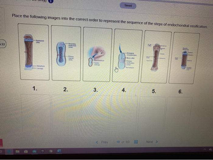 Solved Saved Place the following images into the correct | Chegg.com