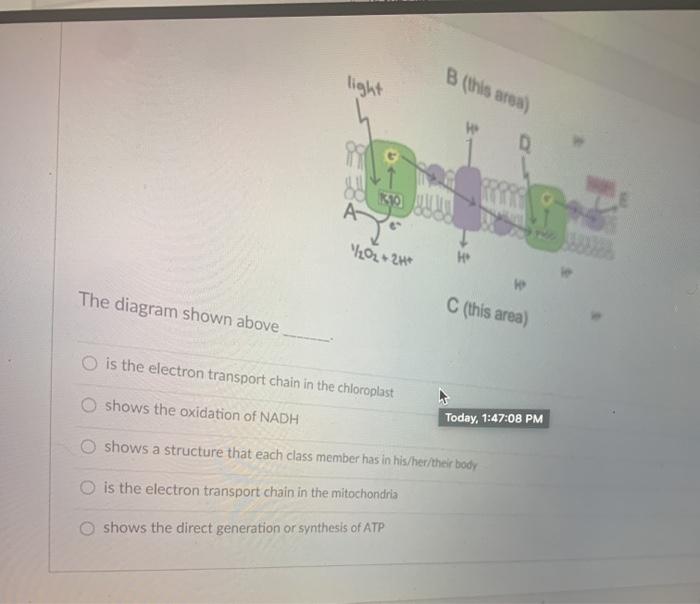 Solved light B (this area) D A- 1202 + 2H+ H ve The diagram | Chegg.com