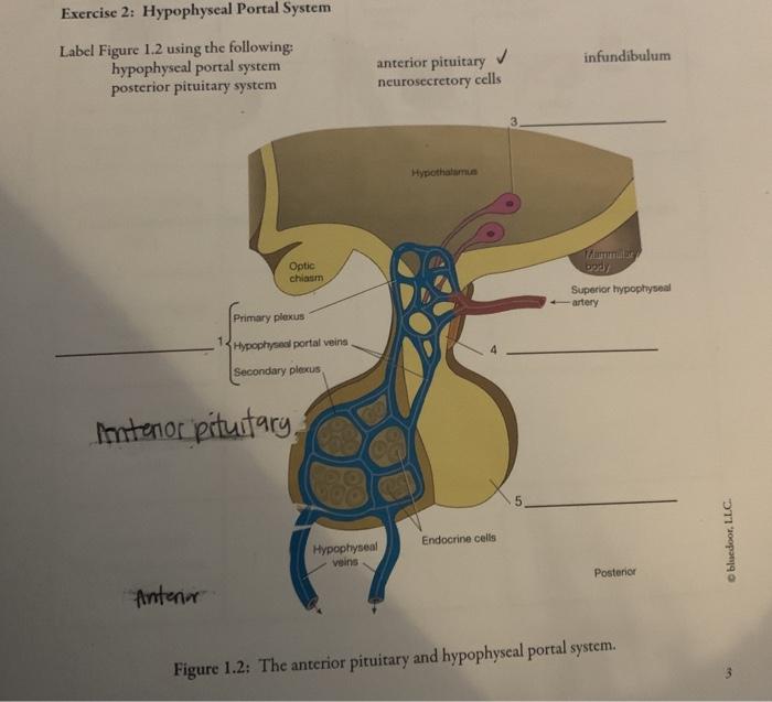 Solved Exercise 2: Hypophyseal Portal System infundibulum | Chegg.com