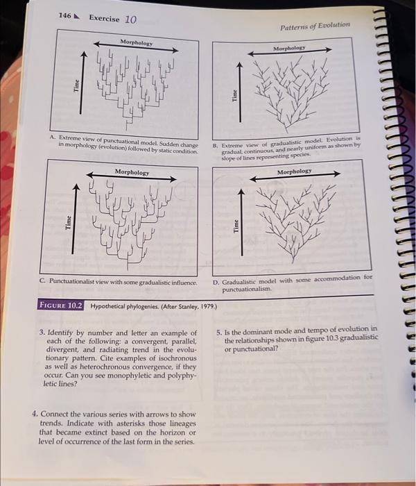 Solved Patterns of Evolution A. Extreme view of | Chegg.com