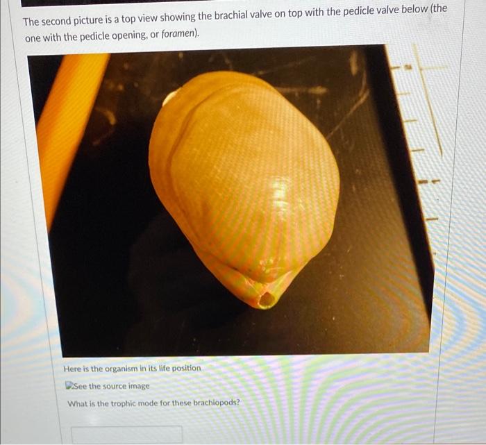 Solved Here are two views of a modern brachiopod. It doesn't | Chegg.com