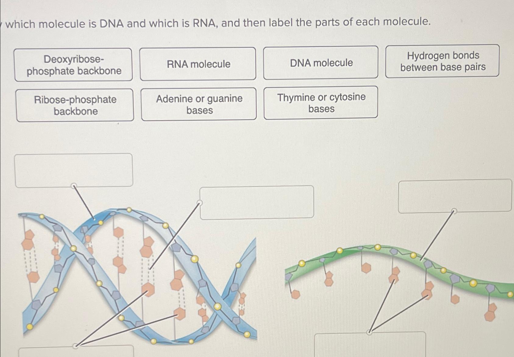 Solved which molecule is DNA and which is RNA, and then | Chegg.com