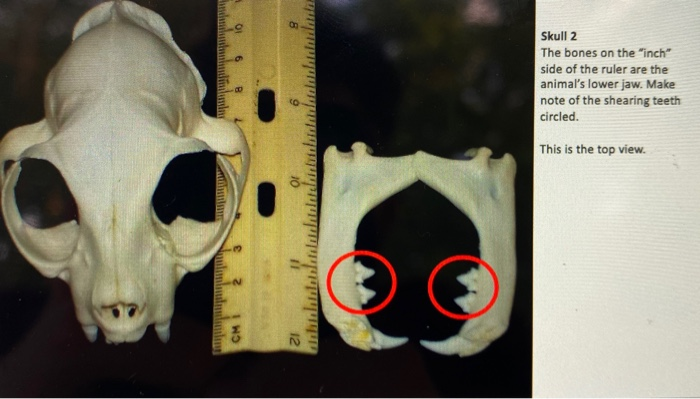 Solved Dichotomous Key Cheek teeth all about the same shape: | Chegg.com