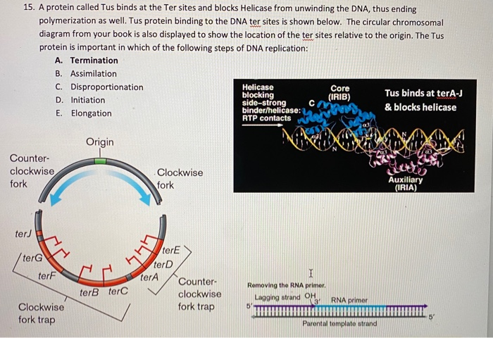 Solved 15. A protein called Tus binds at the Ter sites and | Chegg.com