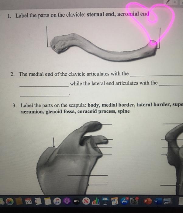 Solved 1. Label the parts on the clavicle: sternal end, | Chegg.com