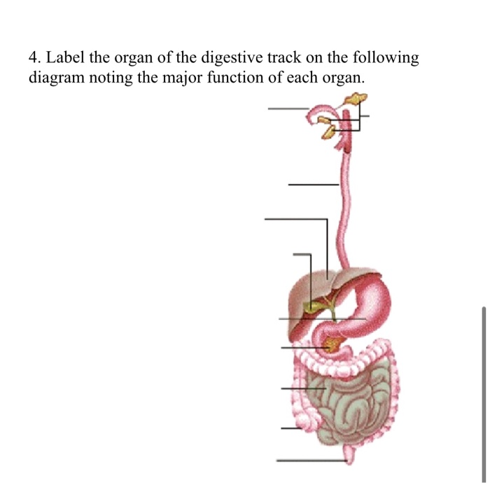 Solved 4. Label the organ of the digestive track on the | Chegg.com