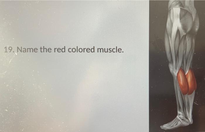 Solved 19. Name the red colored muscle. | Chegg.com