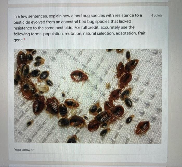 Solved 4 points In a few sentences, explain how a bed bug | Chegg.com